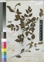 Meyenia erecta in Global Plants on JSTOR