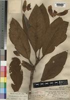Terminalia glaucescens in Global Plants on JSTOR