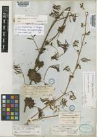 Mimosa invisa in Global Plants on JSTOR