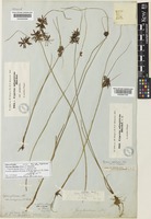 Cyperus flavidus in Global Plants on JSTOR