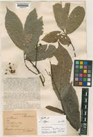 Polyalthia rufescens Hook.f. & Thomson [family ANNONACEAE] on JSTOR