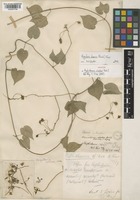 Daemia extensa in Global Plants on JSTOR