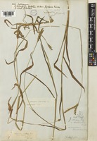 Ischaemum indicum in Global Plants on JSTOR