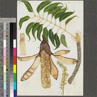 Entandrophragma caudatum (Sprague) Sprague original illustration from ...