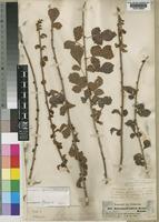 Commiphora africana in Global Plants on JSTOR