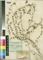 Lotus arabicus in Global Plants on JSTOR