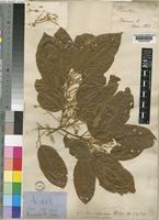 Sterculia oblonga in Global Plants on JSTOR