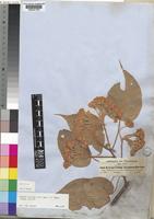 Dombeya torrida in Global Plants on JSTOR