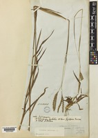 Ischaemum indicum in Global Plants on JSTOR