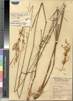 Loudetia simplex in Global Plants on JSTOR