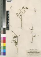 Peristrophe bicalyculata in Global Plants on JSTOR