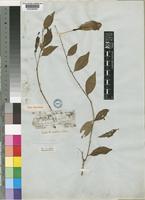 Meyenia erecta in Global Plants on JSTOR