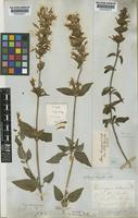 Agastache mexicana (Kunth) Lint & Epling [family LABIATAE] on JSTOR