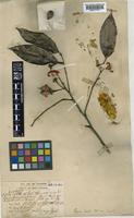 Payena lucida A.DC. [family SAPOTACEAE] on JSTOR