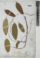 Syntype of Derris acuminata Benth. [family LEGUMINOSAE-PAPILIONOIDEAE ...