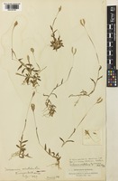 Ischaemum indicum in Global Plants on JSTOR