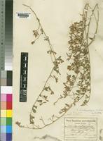 Lotus arabicus in Global Plants on JSTOR