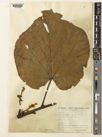 Cola gigantea in Global Plants on JSTOR