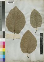 Ficus platyphylla in Global Plants on JSTOR
