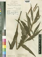 Polygonum tomentosum in Global Plants on JSTOR