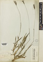 Ischaemum indicum in Global Plants on JSTOR