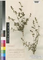 Monechma debile in Global Plants on JSTOR