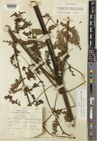 Gleichenia linearis in Global Plants on JSTOR