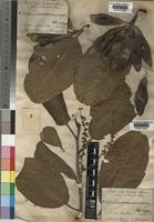 Terminalia macroptera in Global Plants on JSTOR