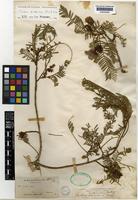 Cadia purpurea in Global Plants on JSTOR