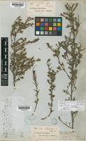 Syntype of Hibbertia cistoidea (Hook.) C.T.White [family DILLENIACEAE ...