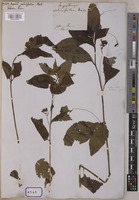 Impatiens urticifolia Wall. [family BALSAMINACEAE] on JSTOR