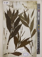 Polygonum tomentosum in Global Plants on JSTOR