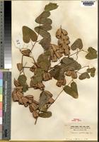 Dioscorea sylvatica in Global Plants on JSTOR