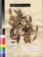 Parinari excelsa in Global Plants on JSTOR