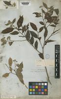 Parinari excelsa in Global Plants on JSTOR