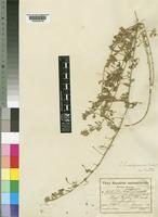 Lotus arabicus in Global Plants on JSTOR