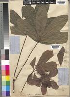 Bombax buonopozense in Global Plants on JSTOR