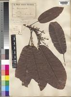 Sterculia oblonga in Global Plants on JSTOR