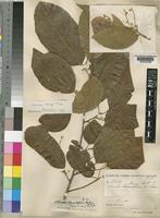 Sterculia oblonga in Global Plants on JSTOR
