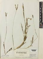 Ischaemum indicum in Global Plants on JSTOR