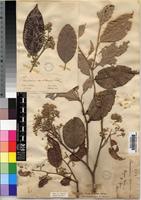 Parinari excelsa in Global Plants on JSTOR