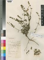 Monechma debile in Global Plants on JSTOR