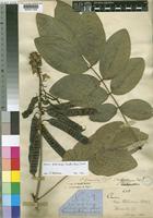 Senna podocarpa in Global Plants on JSTOR