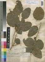 Strychnos innocua in Global Plants on JSTOR