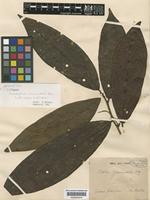 Isotype of Oreodaphne commutata Nees [family LAURACEAE] on JSTOR