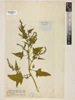 Atriplex hastata in Global Plants on JSTOR
