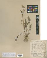 Butomopsis latifolia in Global Plants on JSTOR