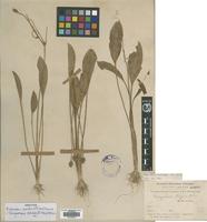 Butomopsis latifolia in Global Plants on JSTOR
