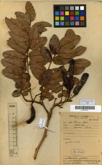 Swartzia madagascariensis in Global Plants on JSTOR