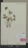 Syntype of Oxalis griffithii Edgew. & Hook.f. [family OXALIDACEAE] on JSTOR